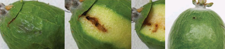 How To Use A Moth Trap? All About Our Solar Moth Traps & Guava Moths