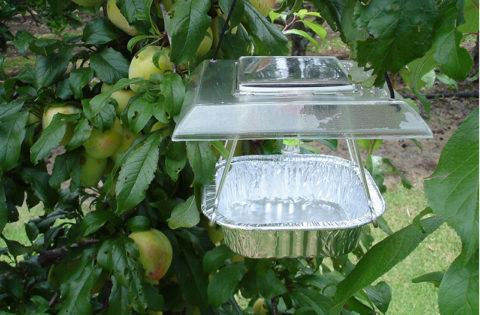 Got Questions On Guava Moths & Our Solar Moth Traps? Read Our FAQs