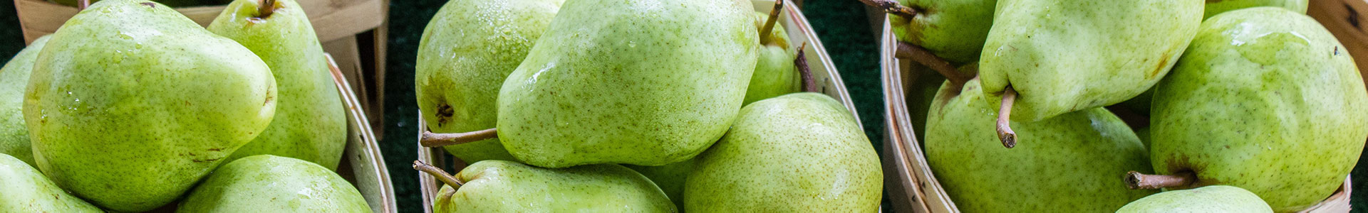 Help, Advice & Articles On How To Get Rid Of Guava Moth