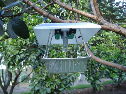 How To Use A Moth Trap? All About Our Solar Moth Traps & Guava Moths