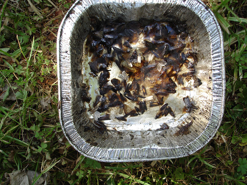 How To Use A Moth Trap All About Our Solar Moth Traps And Guava Moths